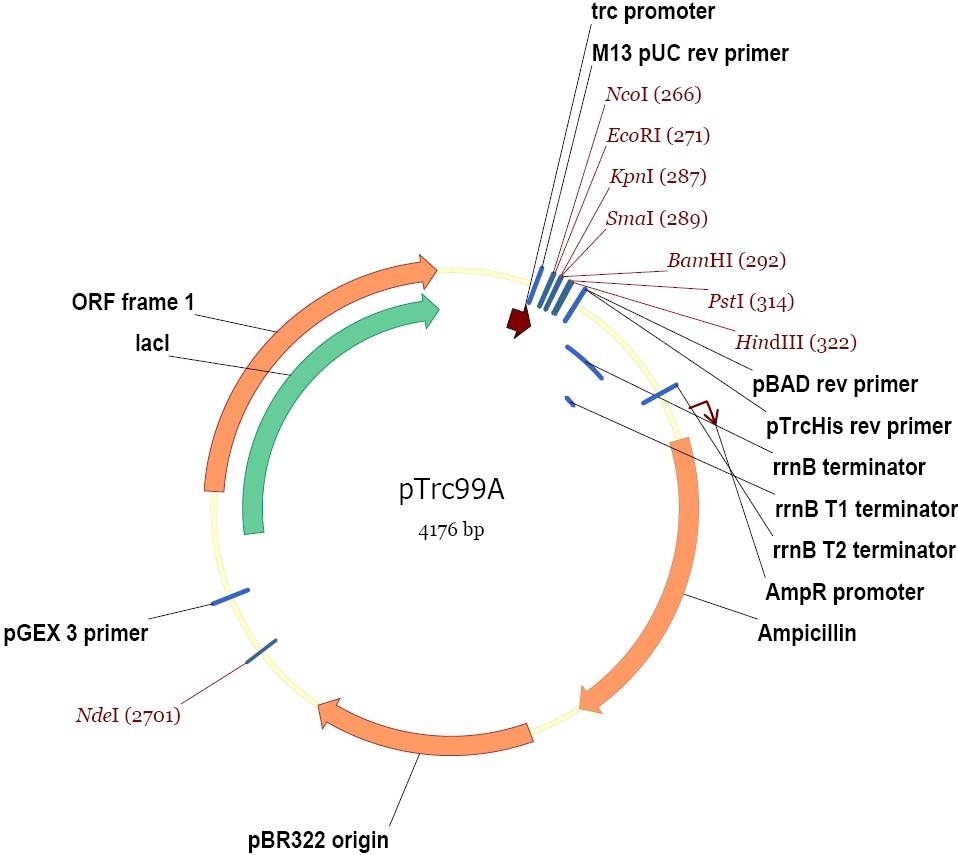 pTrc99a载体质粒图谱、序列、说明书、价格_tac