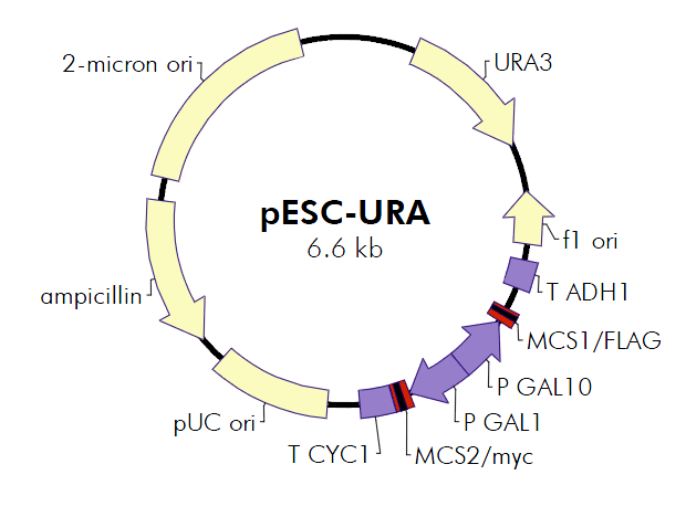 pESC-URA载体质粒图谱、序列、说明书、价格_手机搜狐网