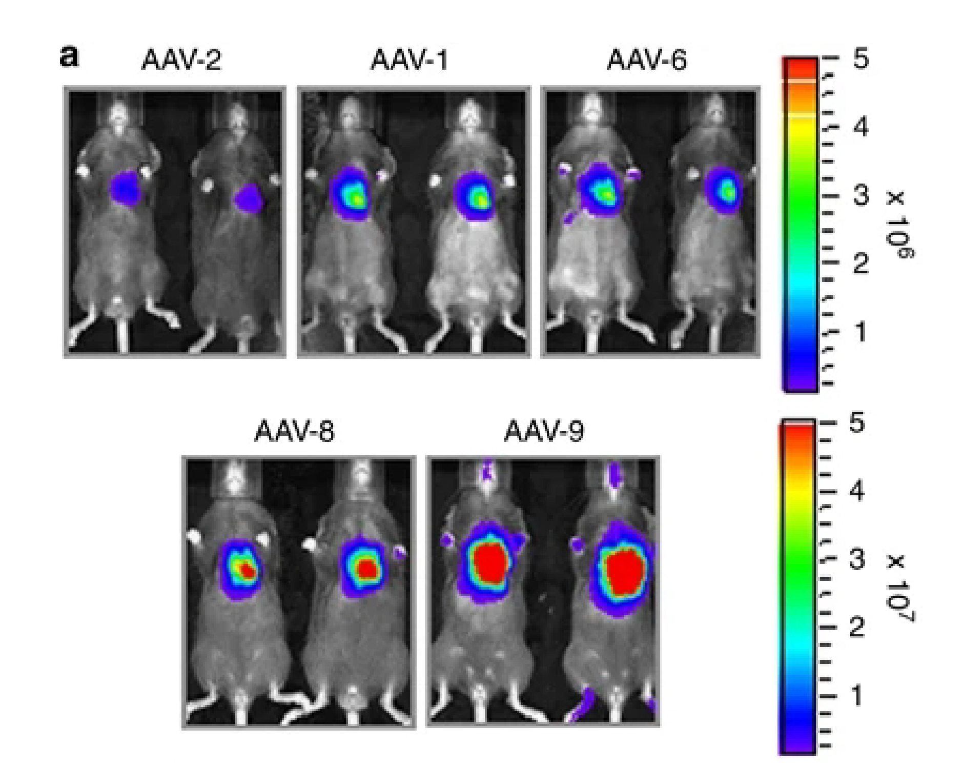 AAV在心脏研究中的靶向策略（干货篇）_心肌_载体_Gene