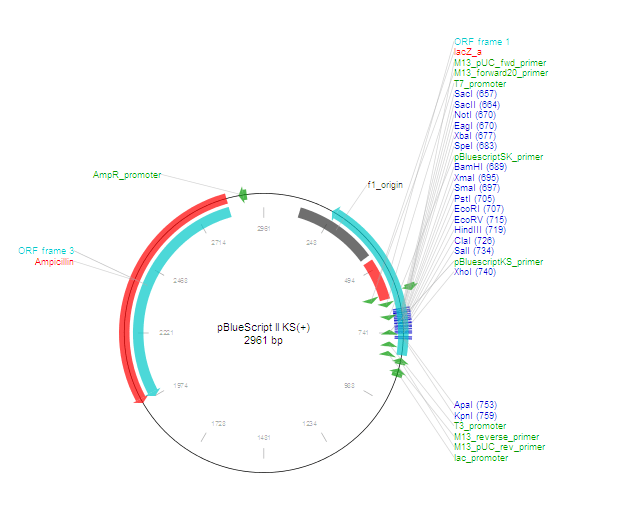 pBluescript II KS(+)载体质粒图谱、序列、说明书、价格_either_strand_sense