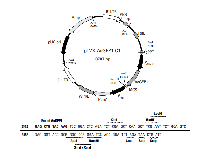 pLVX-AcGFP1-C1载体质粒图谱、序列、说明书、价格_搜狐网