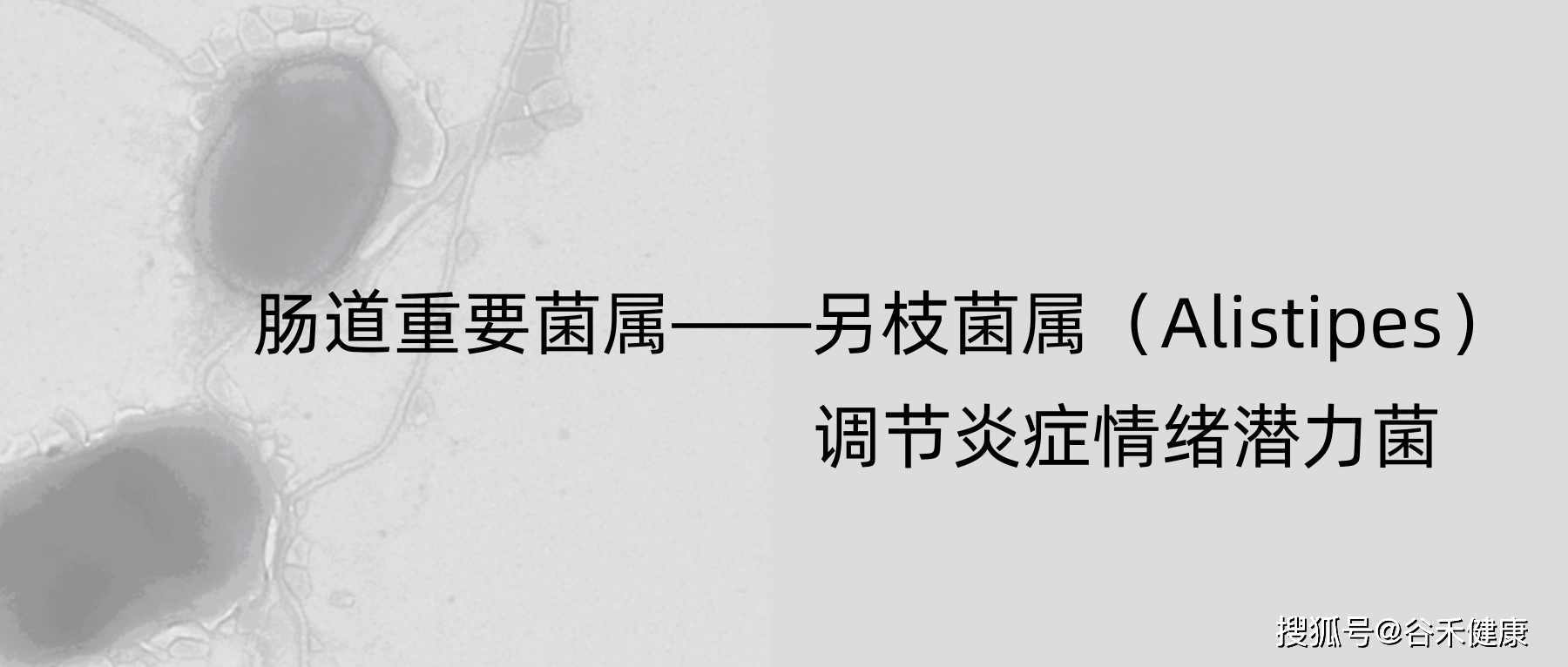 肠道重要菌属——另枝菌属（Alistipes），调节炎症情绪潜力菌_细菌_琥珀酸_阴性