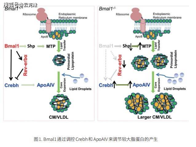 昼夜节律在代谢相关疾病中的作用_Bmal_Pan_基因