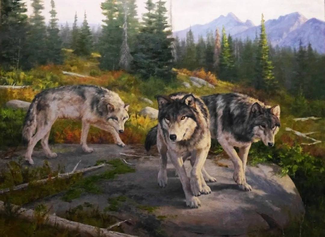 美国艺术家 Dwayne Brech野生动物油画作品欣赏-搜狐大视野-搜狐新闻