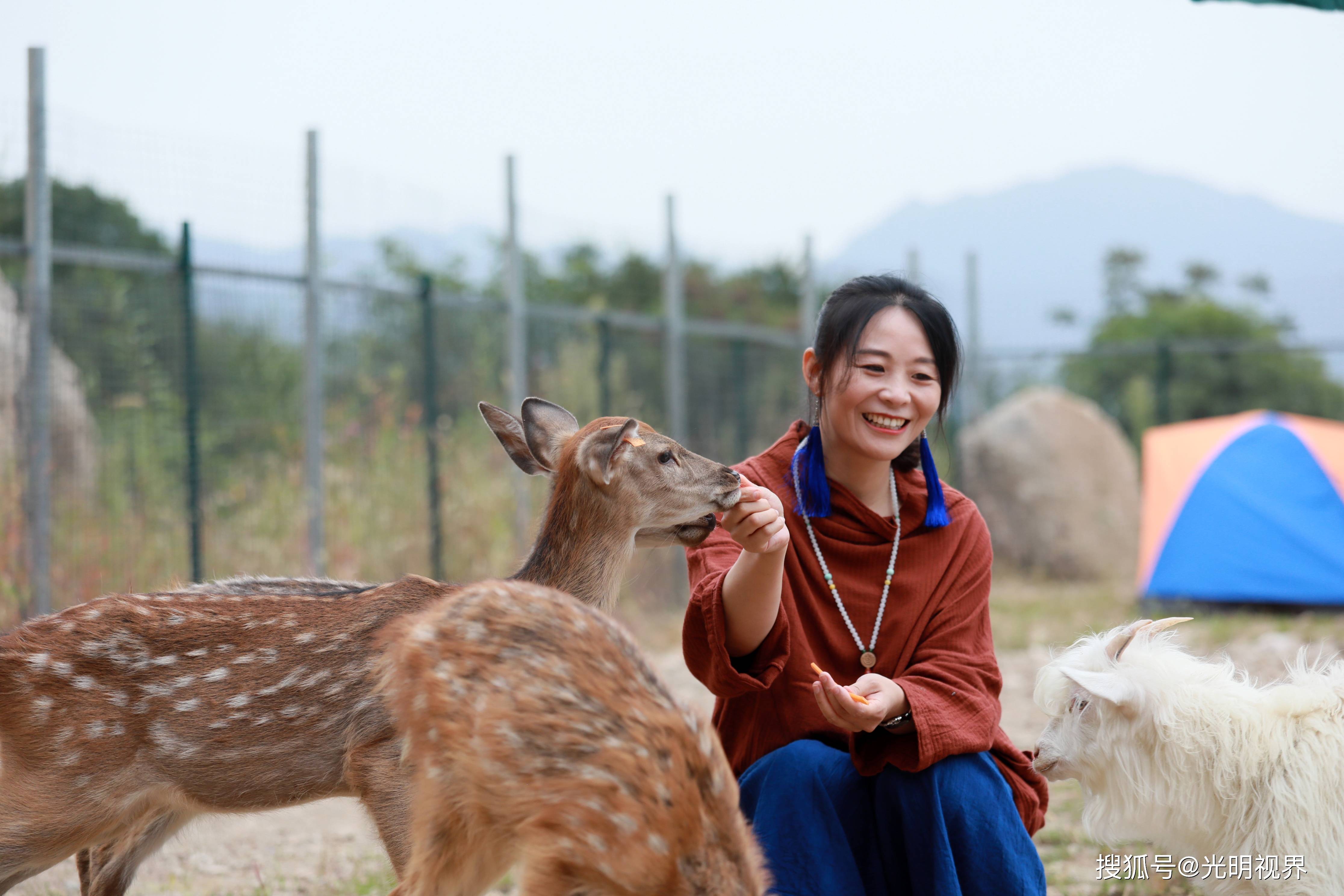 河南鲁山龙池鹿岛开放 游客与萌宠亲密互动-搜狐大视野-搜狐新闻