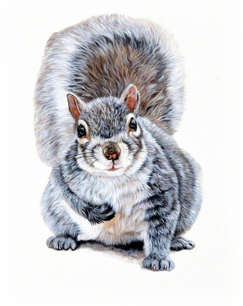 画家 Ester Curini 画笔下的动物-搜狐大视野-搜狐新闻