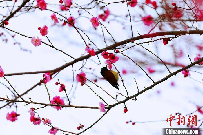 莺燕枝头春意闹 “梅”景如云正芬芳-搜狐大视野-搜狐新闻