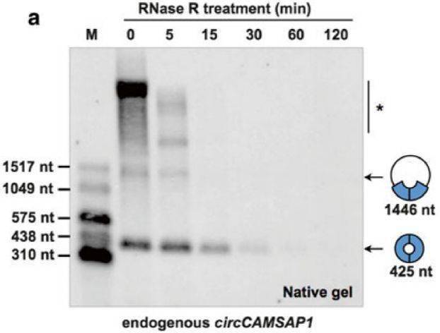 干货：RNase R使用攻略_circRNA