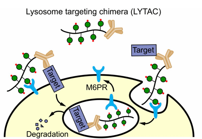 蛋白质降解疗法迎来新爆发点？Lycia Therapeutics获5000万美元融资_Carolyn