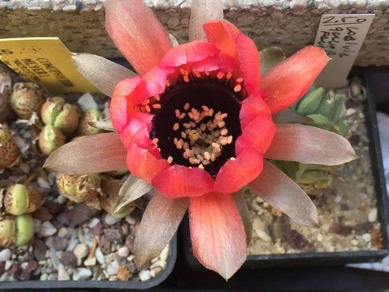 物种日历 | 喜欢阳光的仙人掌科丽花球属（Lobivia）_aurea