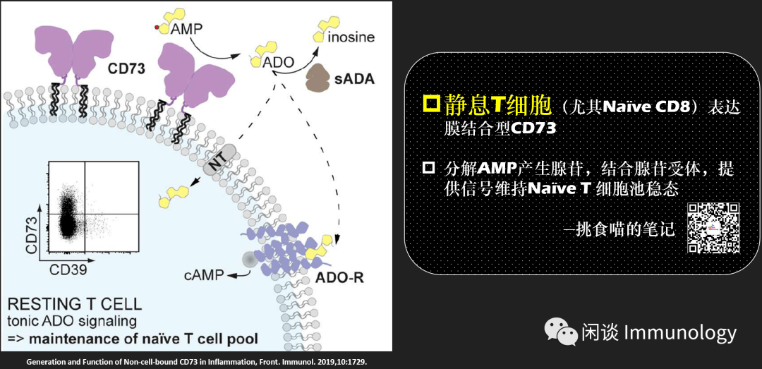 CD73：TME缺氧诱发肿瘤逃逸关键蛋白_Immunol