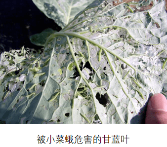 三井化学Agro专利化合物Tenebenal®拟在中国获批登记，抗性害虫治理迎来新武器！_全球