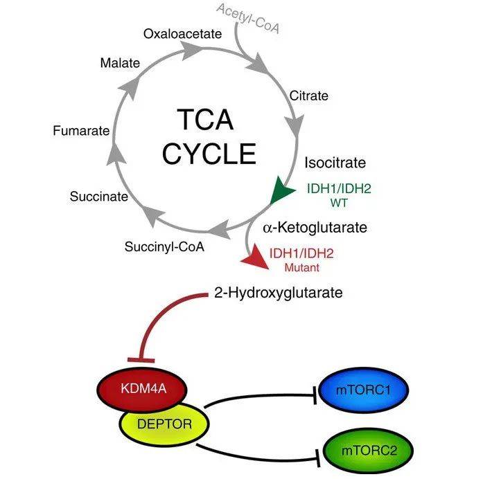 IDH1（R132H）_脑胶质瘤