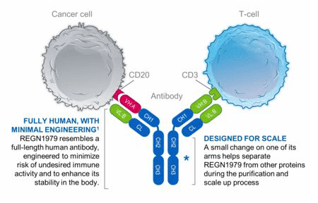 REGN1979获批临床，再鼎医药与再生元共同加速双抗开发_细胞