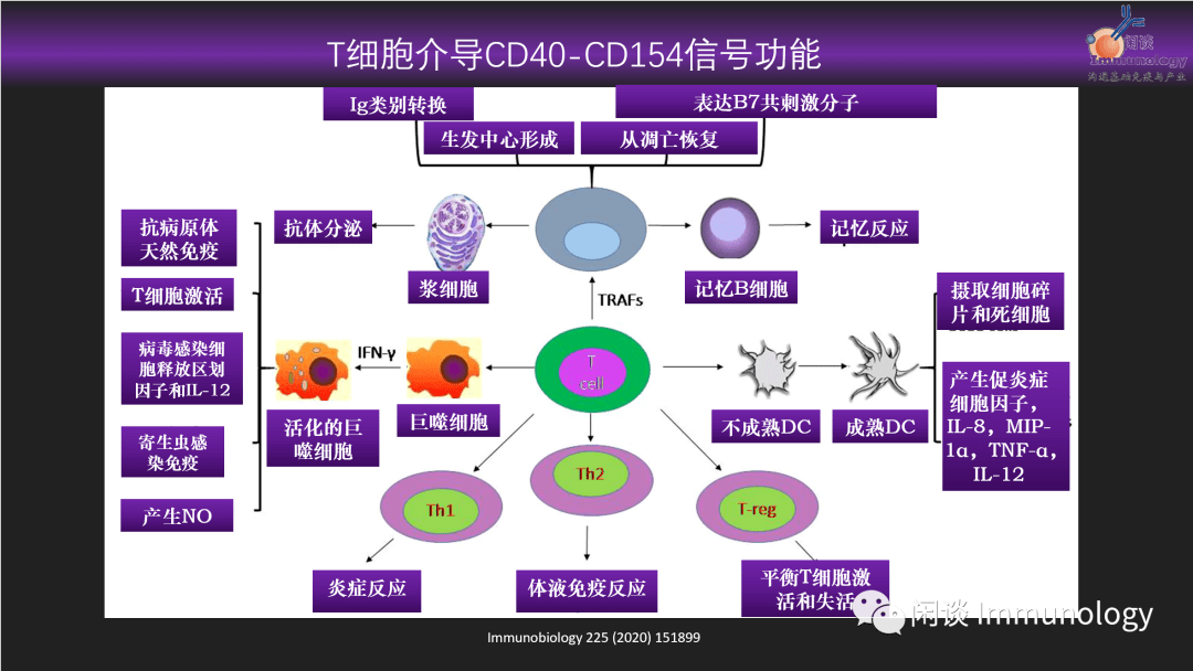 CD40-CD40L：炎症性疾病+肿瘤免疫忽视+对应免疫治疗策略_细胞