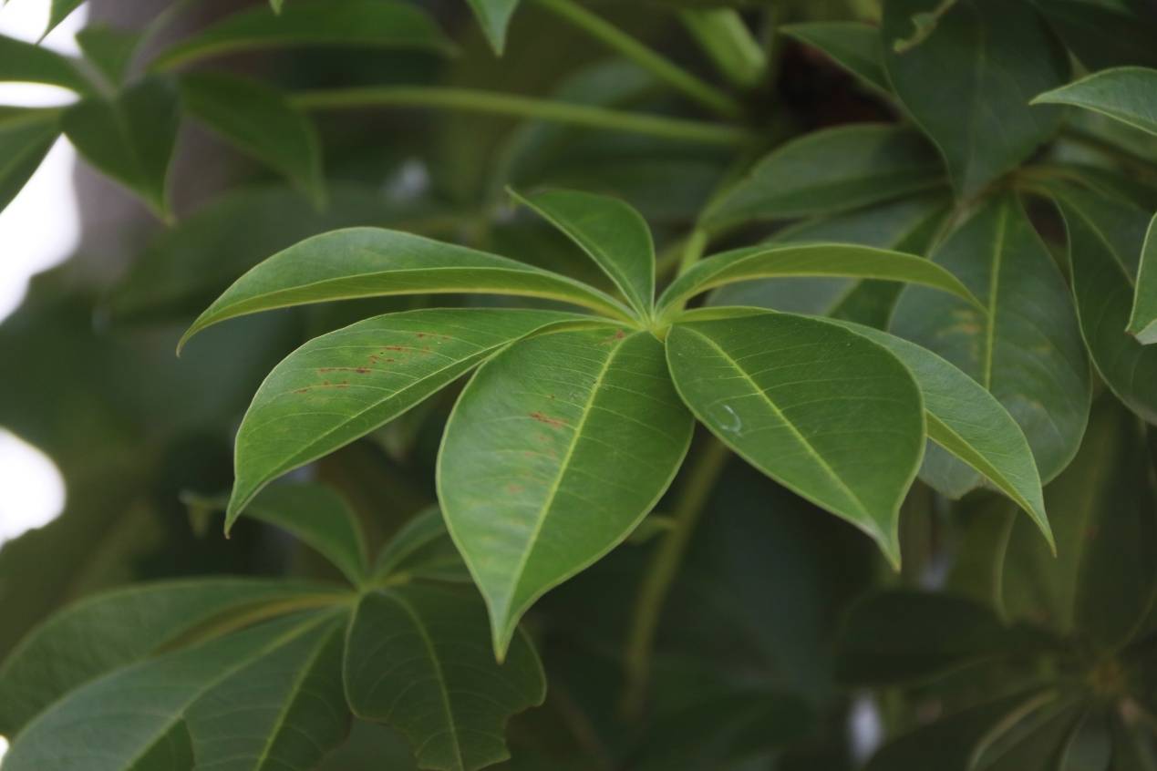自然散步 | 大名鼎鼎的猴面包树，原来就是你呀！_花蕾