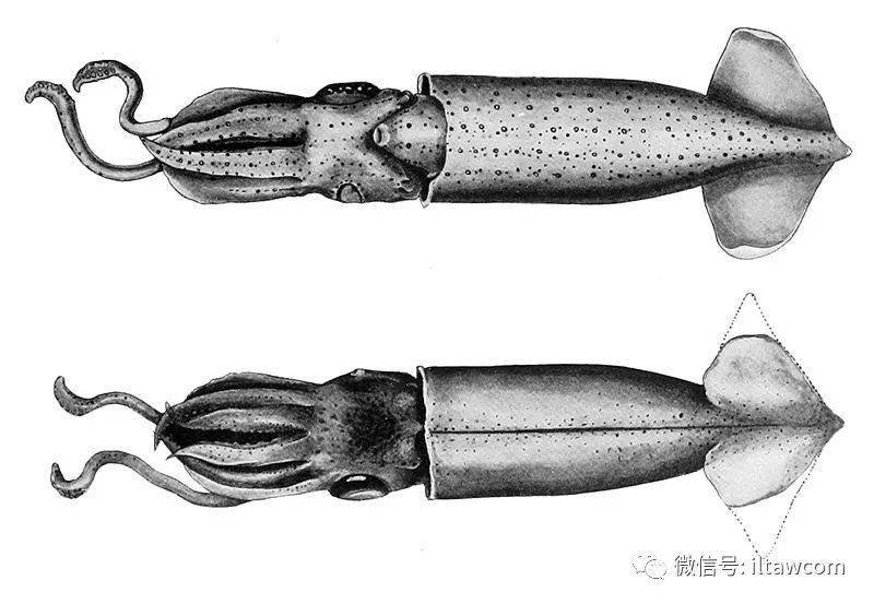 海洋科普（1259）| 中国海域鱿鱼图鉴_Abralia