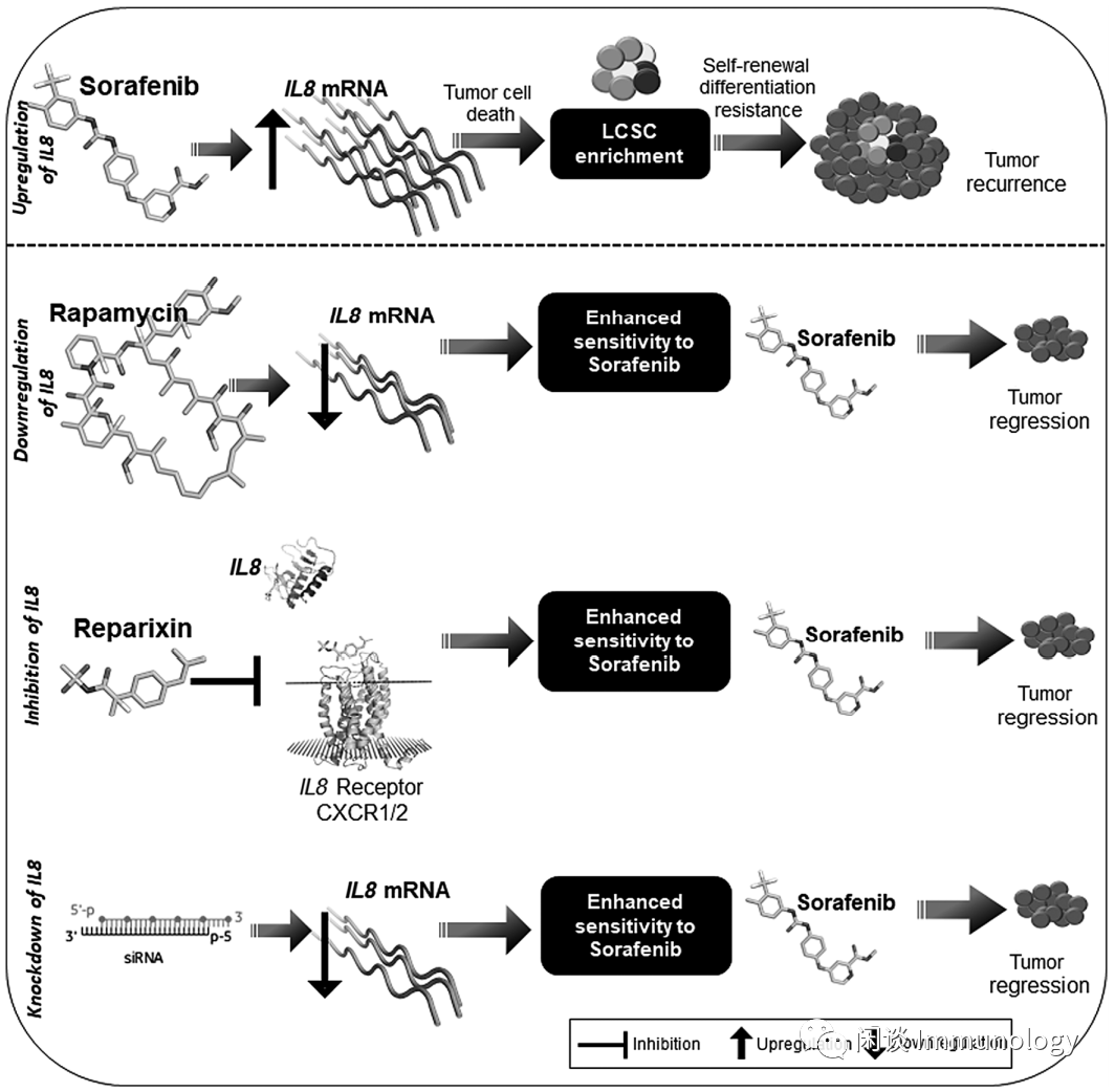 IL-8促进肿瘤发展，免疫治疗新靶点-搜狐大视野-搜狐新闻