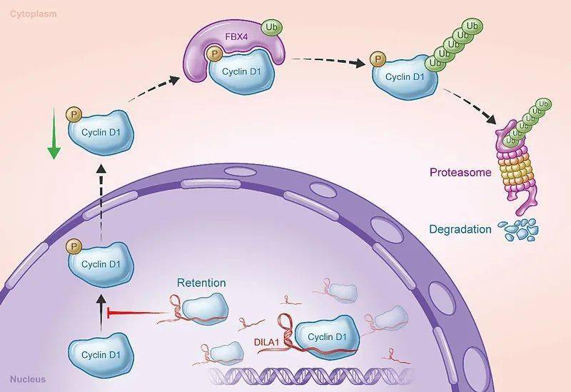 【生命科学】刘强团队发现可逆转乳腺癌他莫昔芬耐药的新靶点_Cyclin