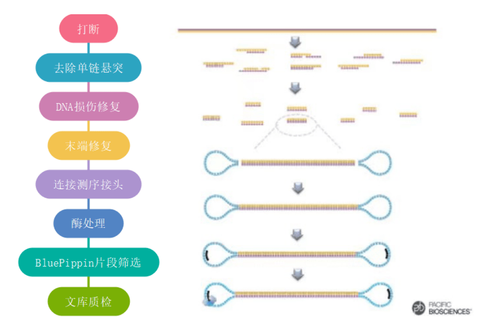 PacBio HiFi测序介绍及百迈客最新下机数据公布_手机搜狐网