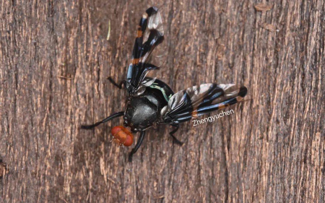 【虫谱大观】广口蝇_郑昱辰