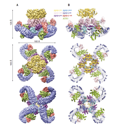 科研成果 | 清华大学柴继杰课题组与合作者首次揭示植物TNL类抗病蛋白激活的分子机制_Lapin