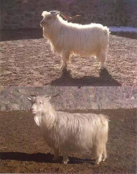 羊品种大全，有的羊你不一定见过！！！_成年