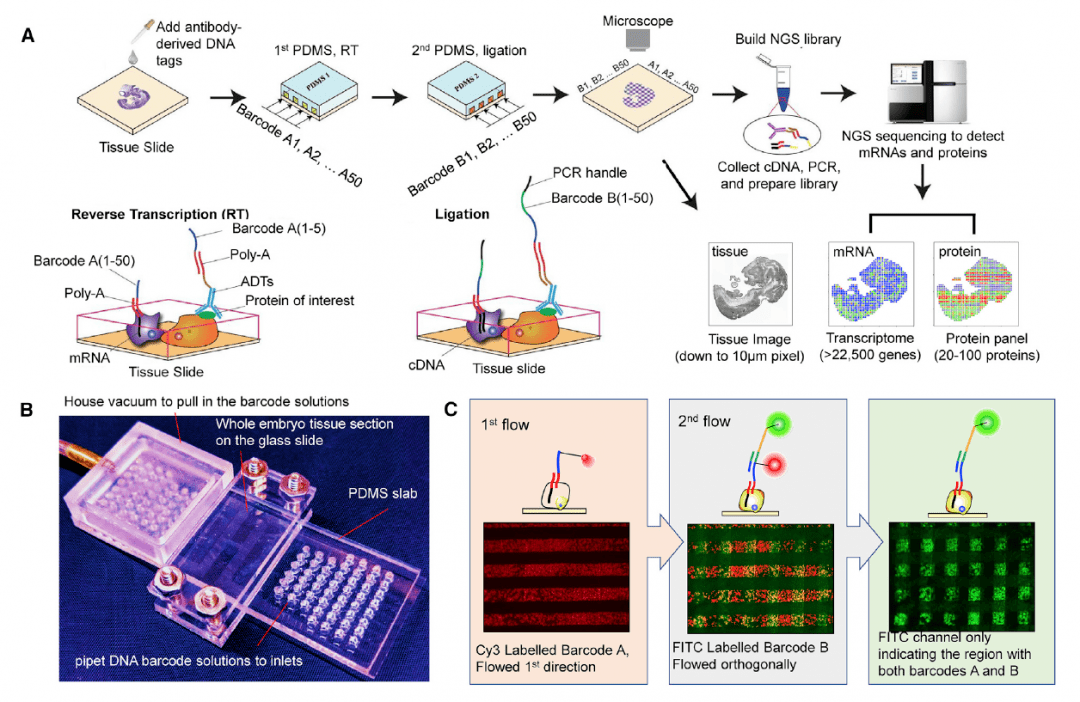 即将突破FFPE限制，空间转录组未来之路已开启？ | 单细胞专题_技术