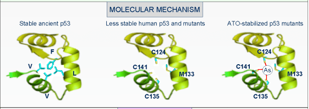 瑞金医院卢敏团队实质性获得“靶向治疗领域的圣杯”——p53靶向化合物_蛋白