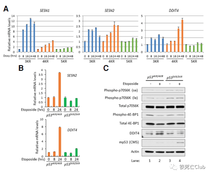 新成果｜Genes Dev：顾伟团队在p53-mTOR及铁死亡领域新突破_肿瘤