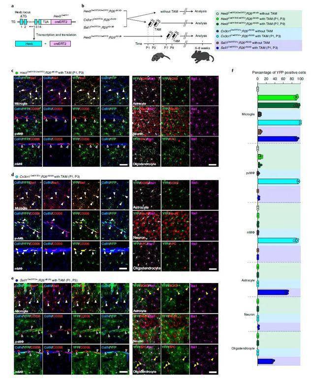 Nat Immunol：一种新型的小胶质细胞研究工具_Hexb