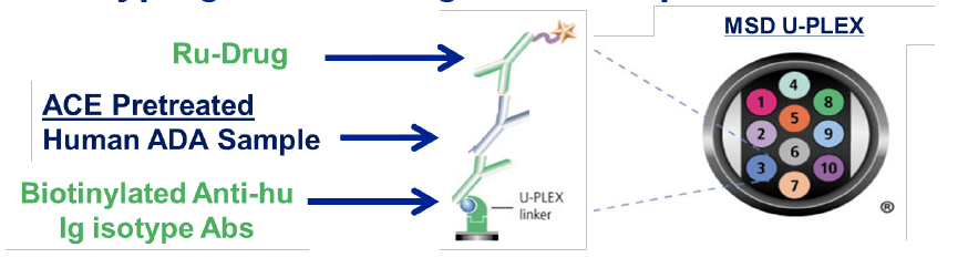 辉瑞：抗药抗体ADA的Isotyping方案（MSD U-plex 开发）_检测