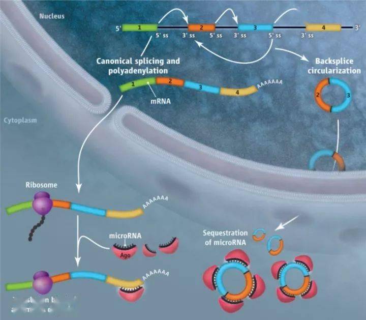 环状RNA的前世今生_circRNA