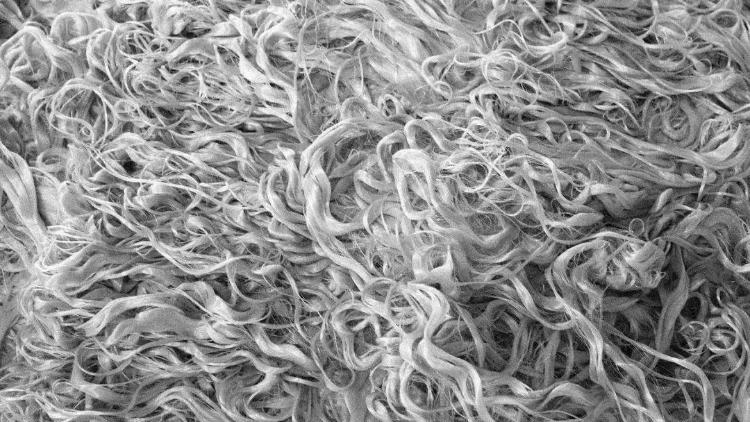 展品|2021yarnexpo春夏展上，来自荷兰的腈纶羊毛可持续替代纤维--Polylana®纤维_纱线