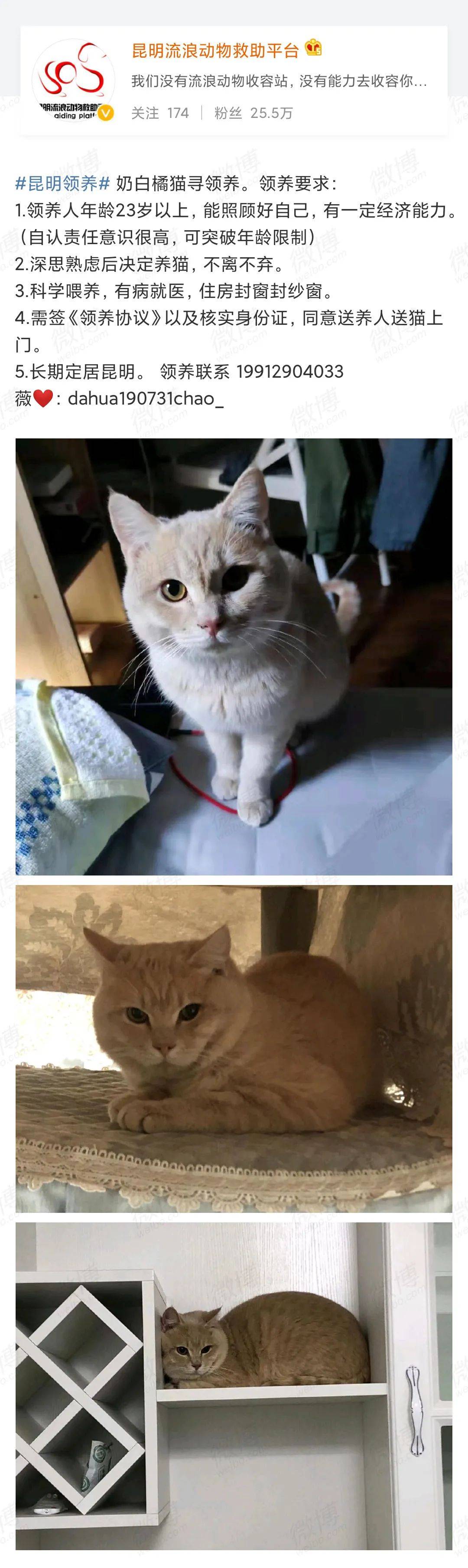 【猫咪领养】一只奶白色成年橘猫寻领养