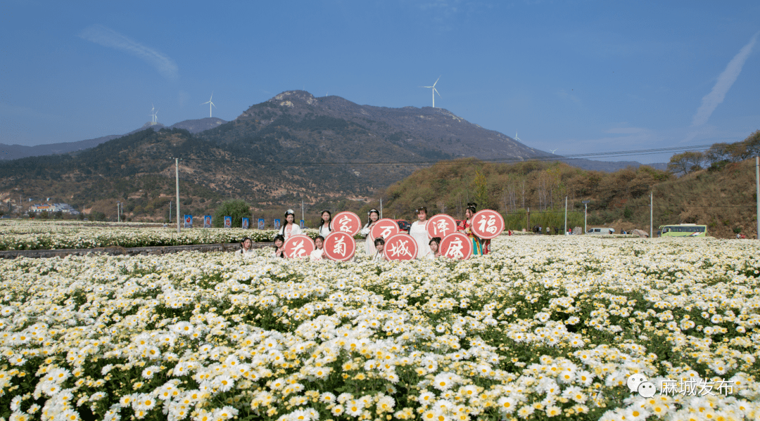 【辉煌“十三五” 奋进新时代】麻城菊花 福泽万家_种植