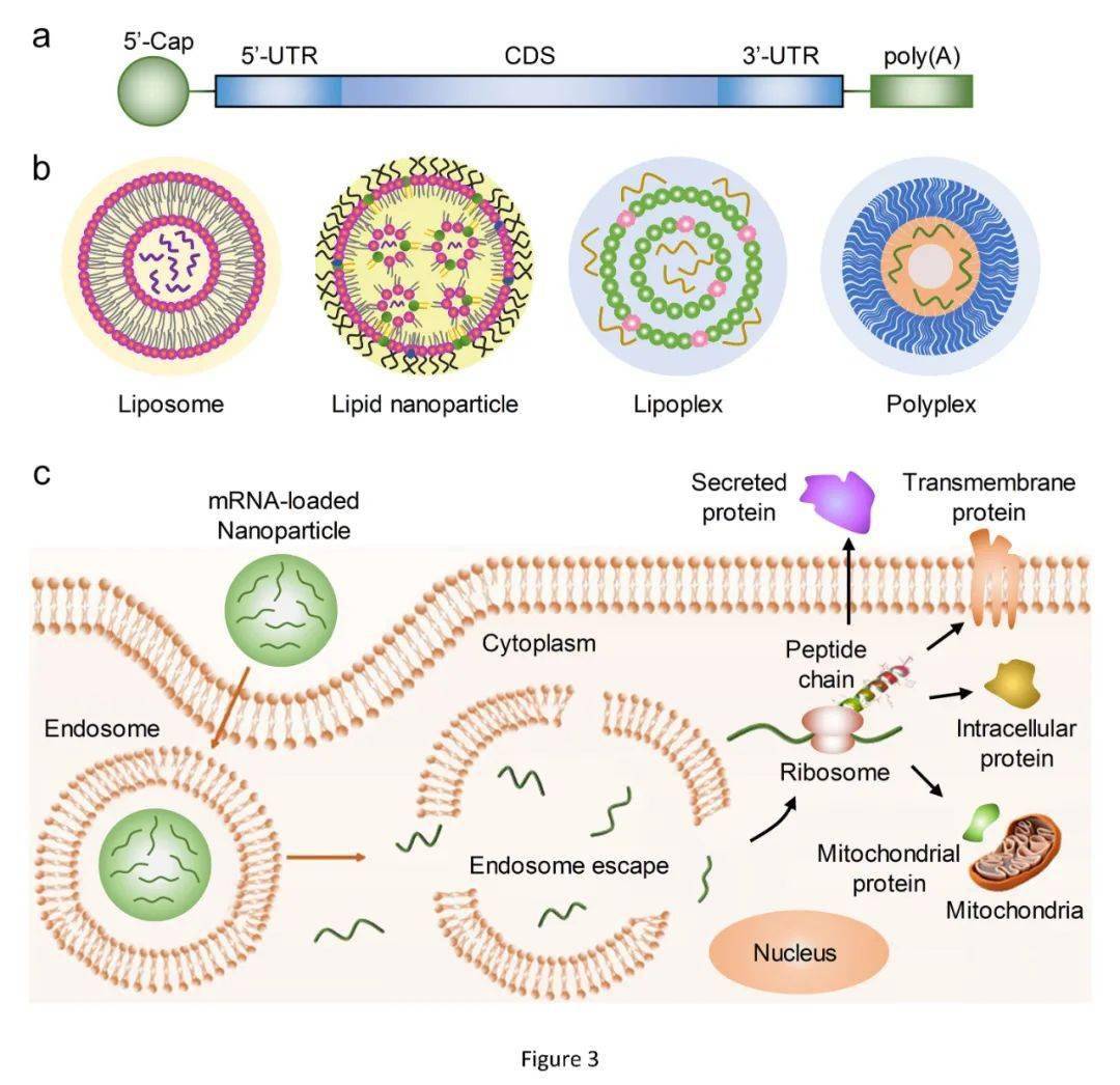 mRNA治疗领域的挑战与展望-搜狐大视野-搜狐新闻