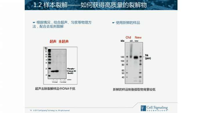 解决 WB 实操中无信号、高背景、条带大小不正确等问题的方法_丁香