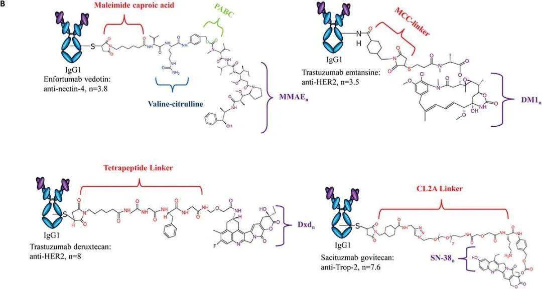 抗体-药物偶联物（ADC）靶向治疗癌症：前景和挑战_临床