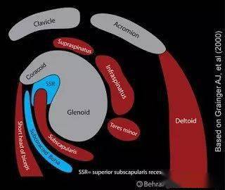 图解肩关节周围滑囊_bursa
