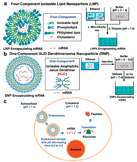 SEND：张锋发明新型mRNA递送技术_系统