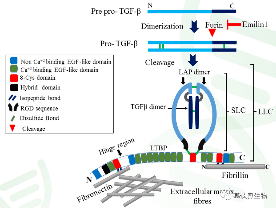 亦邪亦正的双面角色——TGFβ信号通路_家族