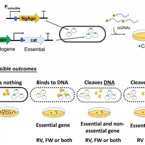 韩春雨要“翻案”？最新研究发现NgAgo具有DNA编辑能力_基因组