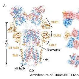 生物物理所等在Nature发文：揭示谷氨酸受体GluK2的调控机制_Kainate