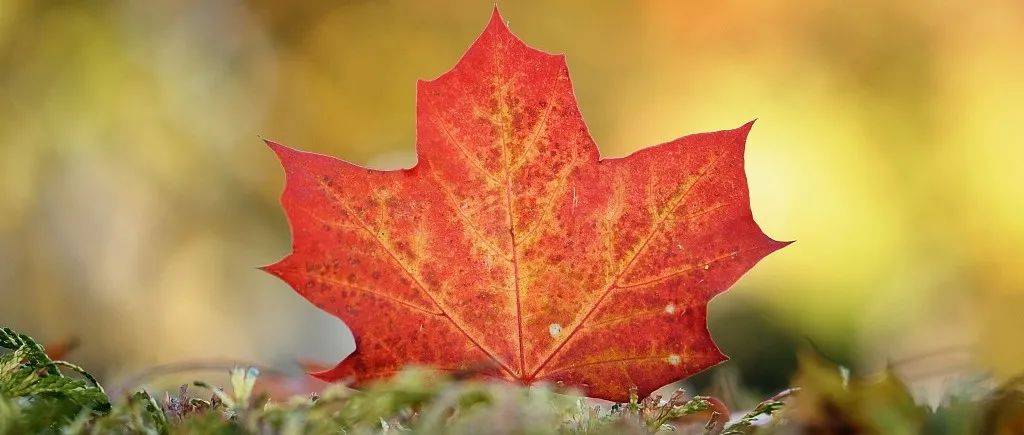 就是现在！加拿大进入最美季节！安省5大省立公园报告：枫叶红透了！_颜色