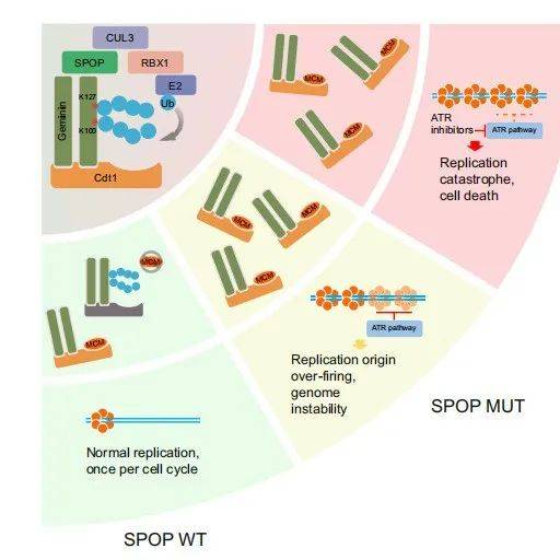 复旦王陈继组合作揭示前列腺癌SPOP基因突变导致DNA复制过度激发的分子机制_Geminin