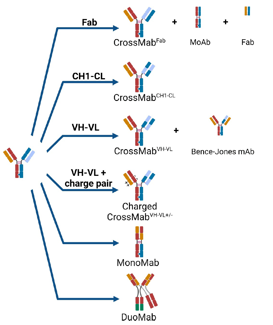 TcE双特异性抗体的挑战及改进策略_细胞