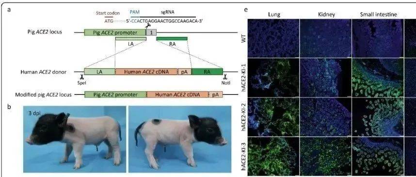 新冠病毒感染模型研究取得新进展_中国科学院_细胞_hDBOs