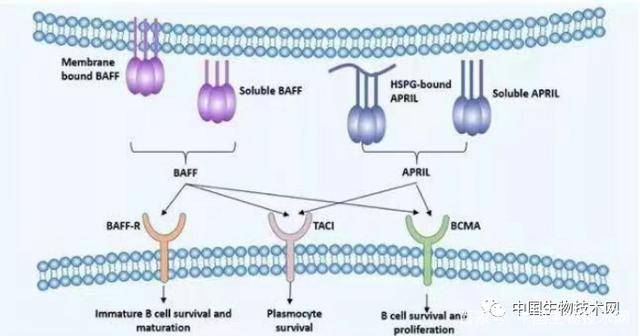 BCMA靶点强者辈出 谁能笑傲江湖？_Blenrep_双抗_杨森