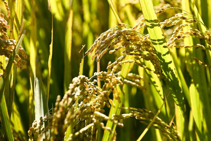 Scientists explore roadmap for larger, greener global rice production ...